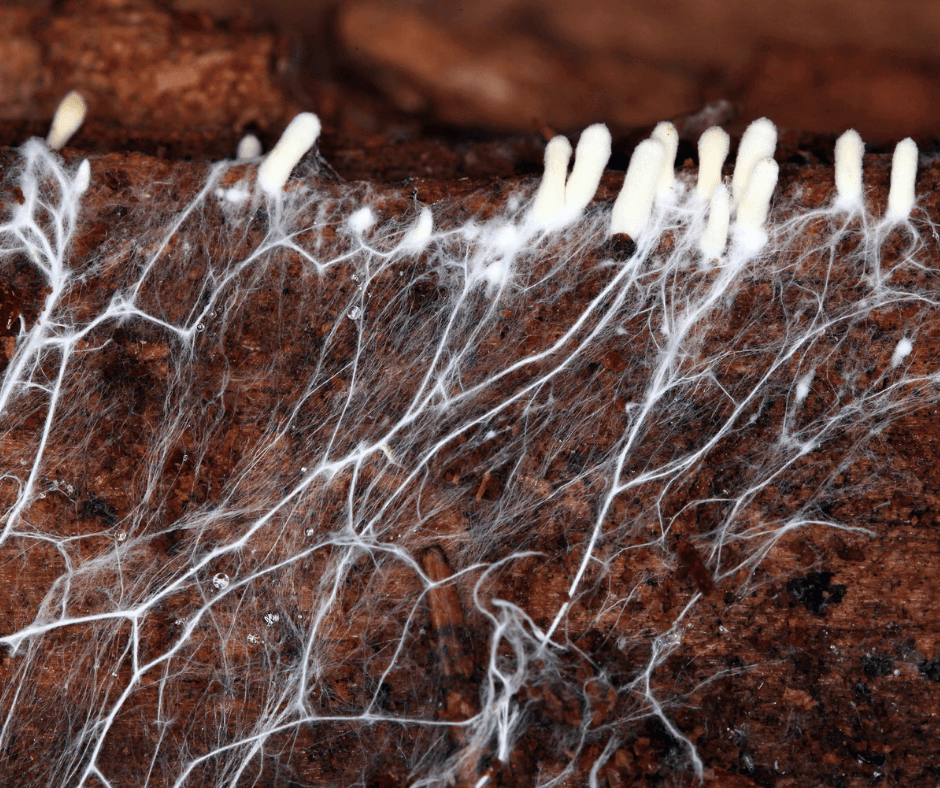 Understanding the Mushroom Life Cycle: Mycelium vs Fruiting Body